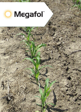 MEGAFOL Biostymulator | Produkty biologiczne | Syngenta