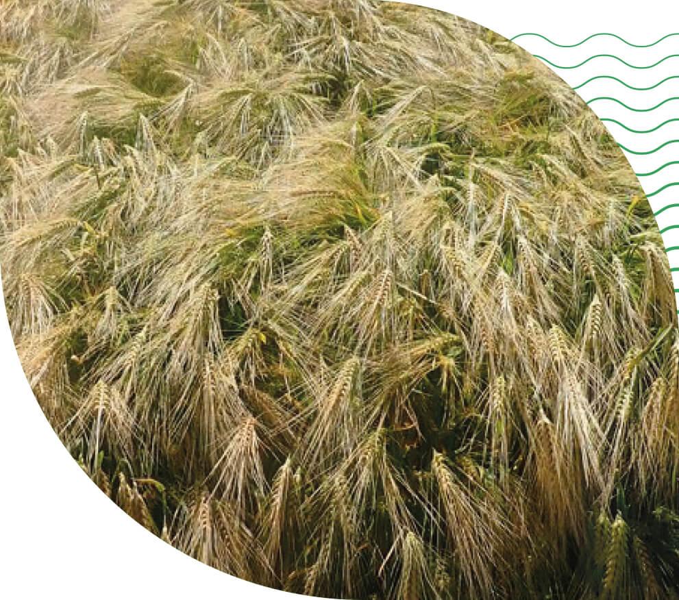SY Maliboo | Syngenta