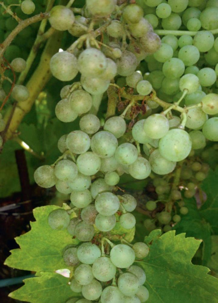 Taegro Biofungicyd | Syngenta